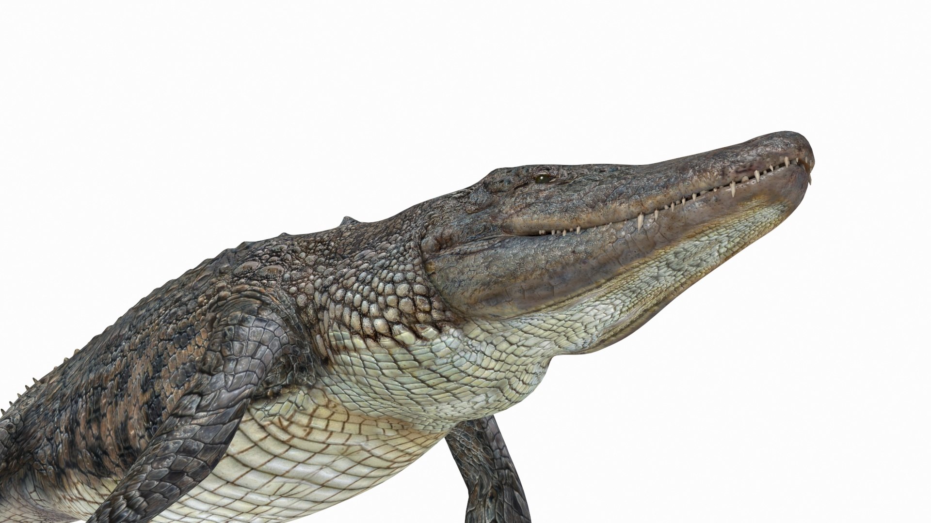 3D Mosasaurus Rex - 8K Animated - TurboSquid 2005790