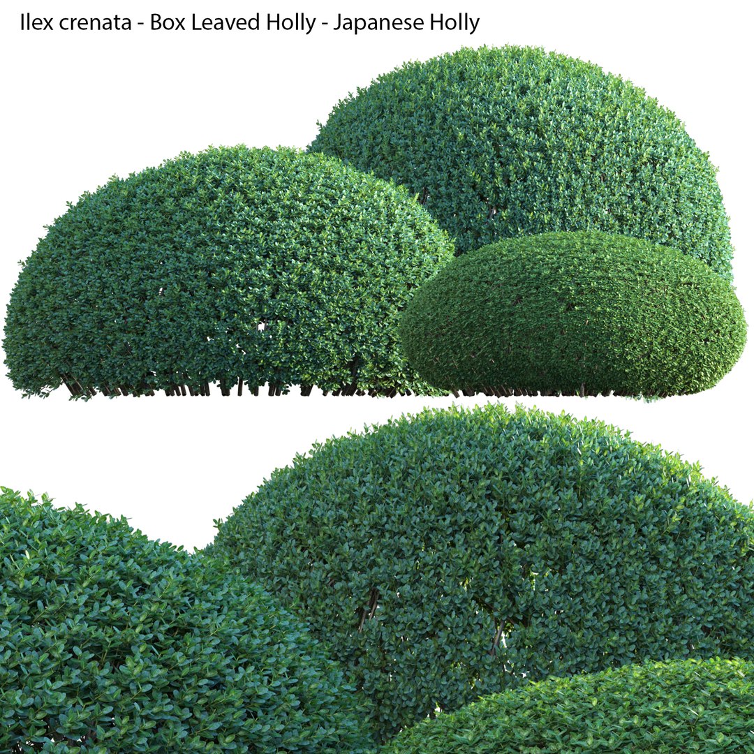 3D Ilex Crenata - Box Leaved Holly - Japanese Holly - 01 Model ...