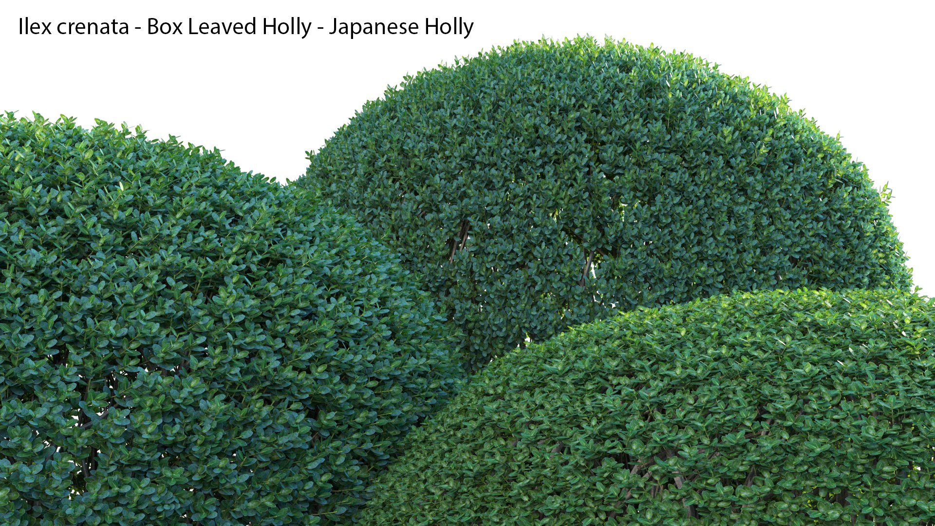 3D Ilex Crenata - Box Leaved Holly - Japanese Holly - 01 Model ...