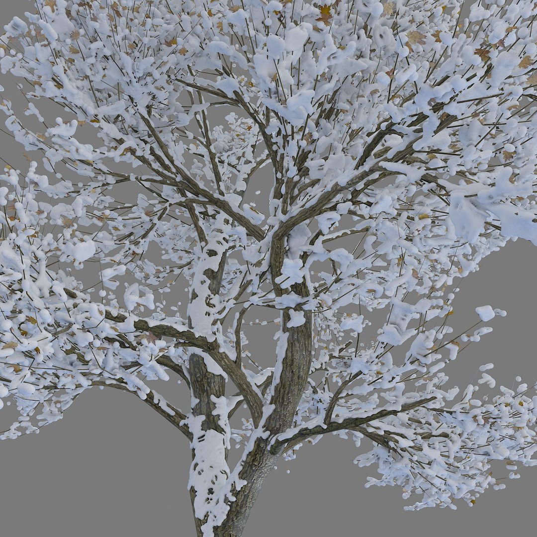 snow trees max