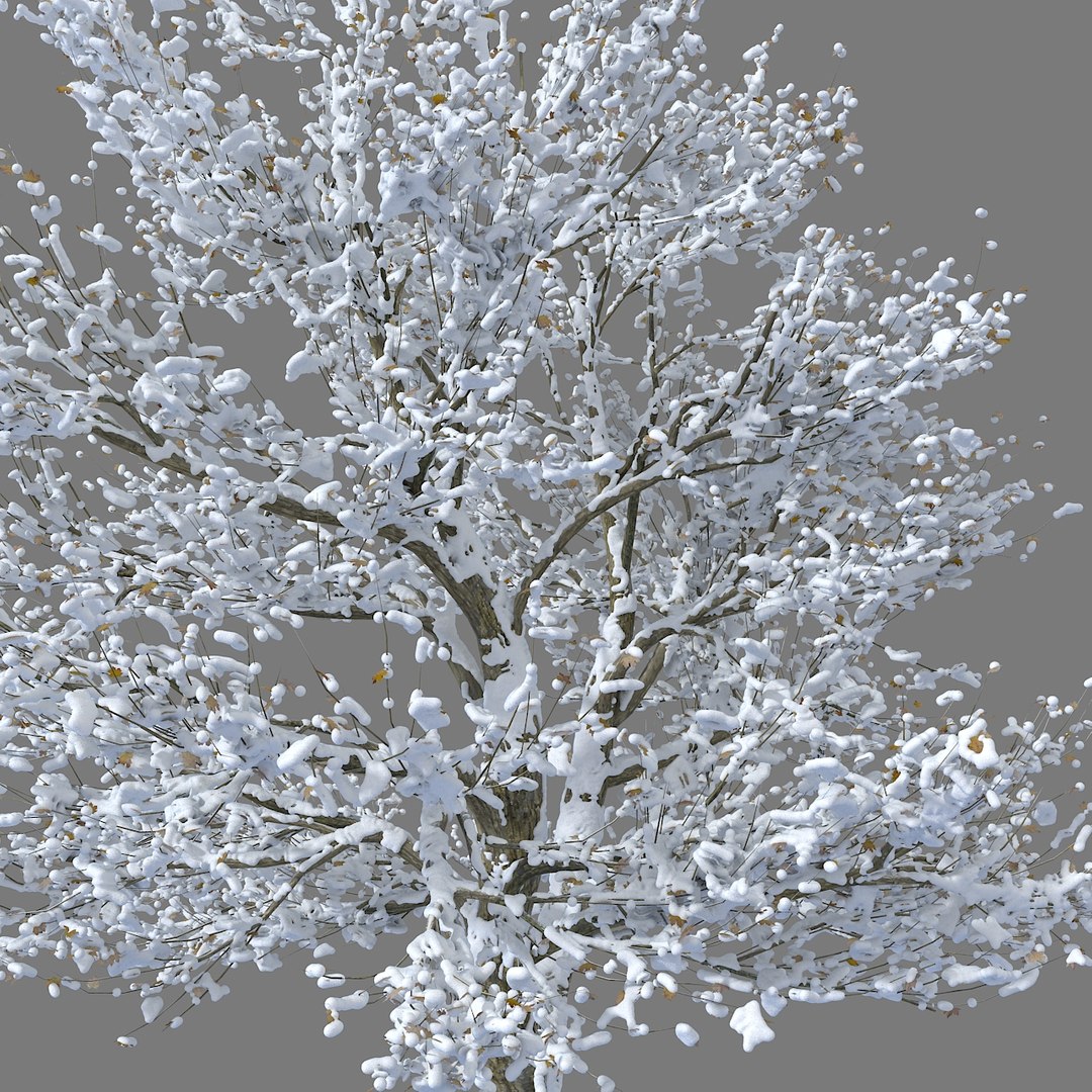 snow trees max