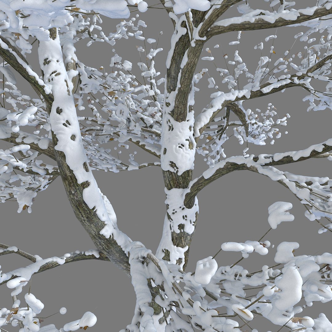 snow trees max