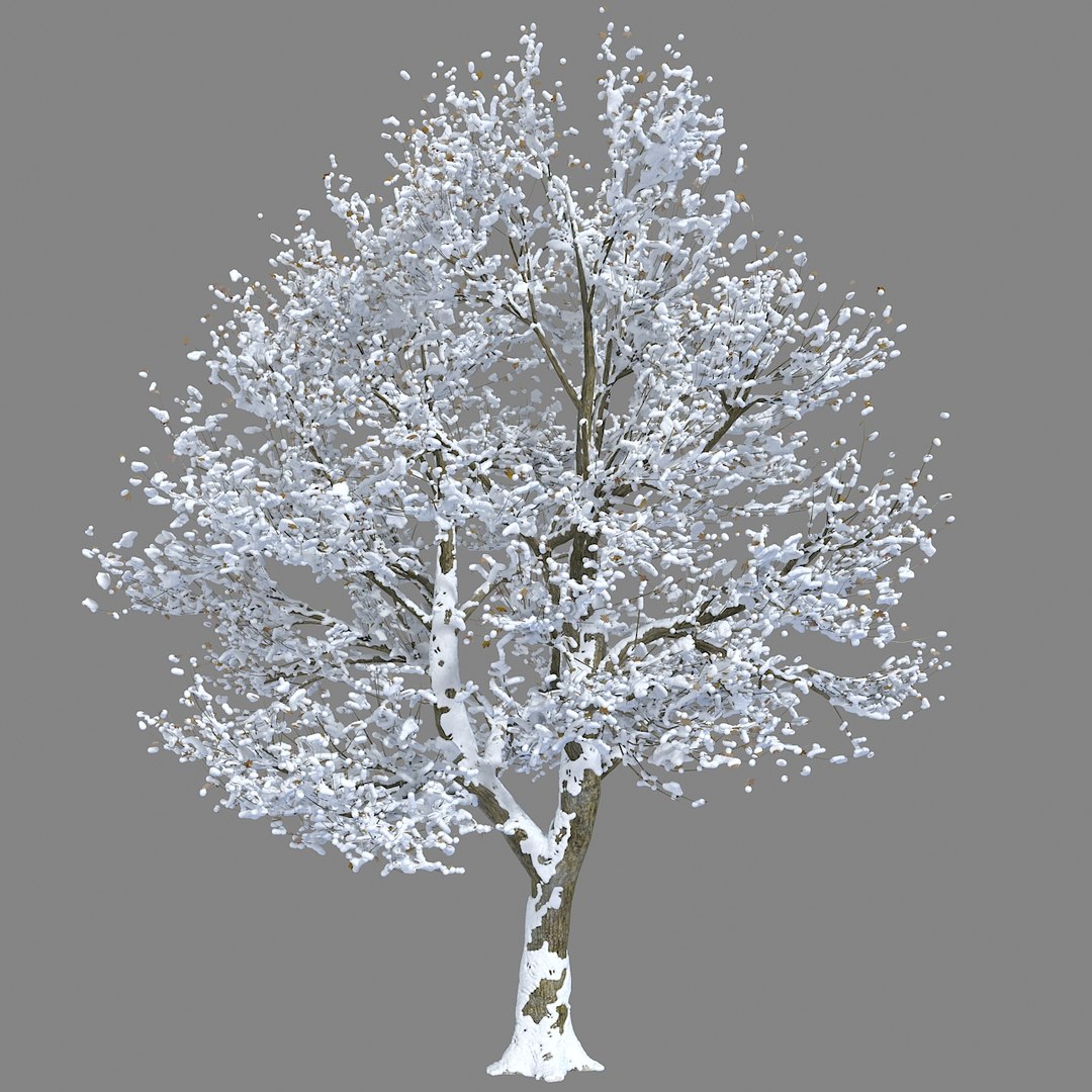 snow trees max