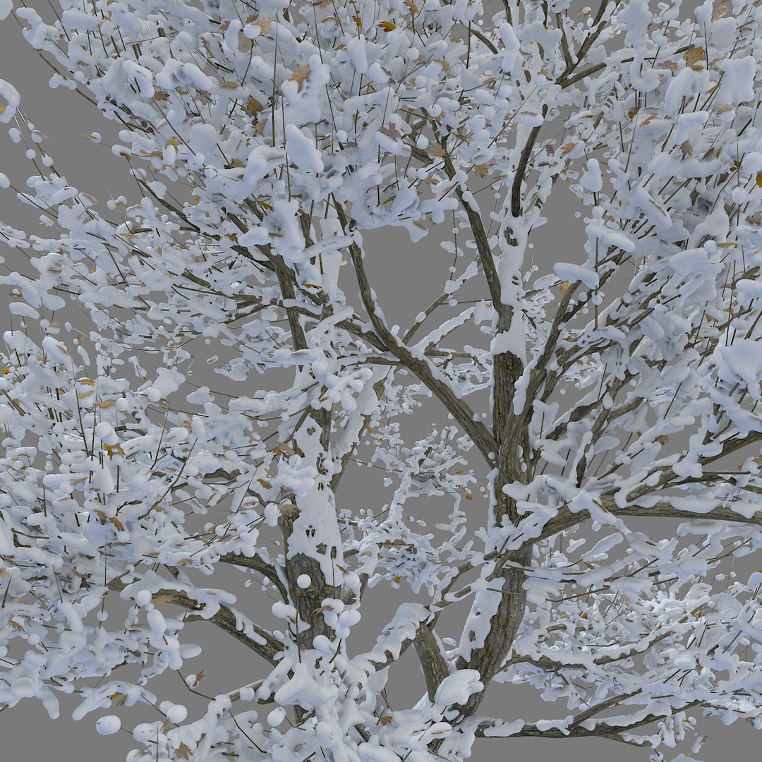snow trees max