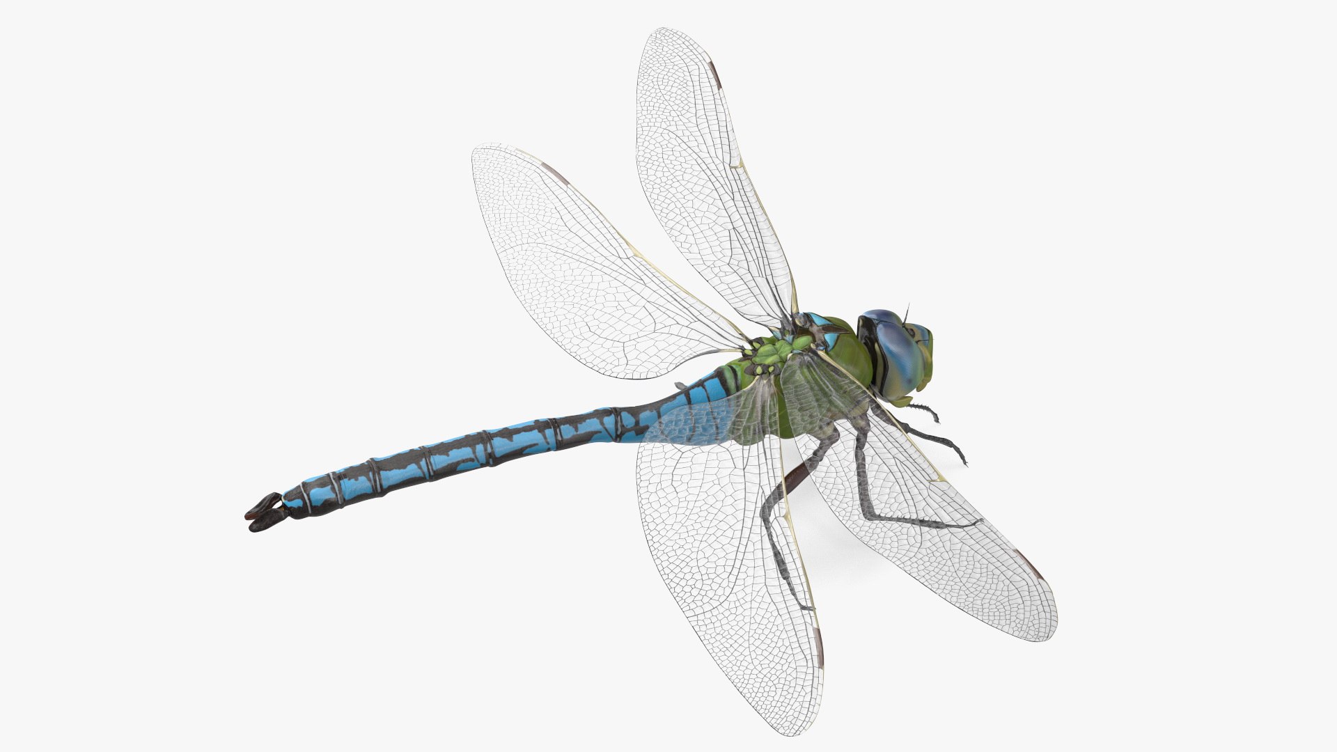 3D Dragonfly Rigged model - TurboSquid 1981804