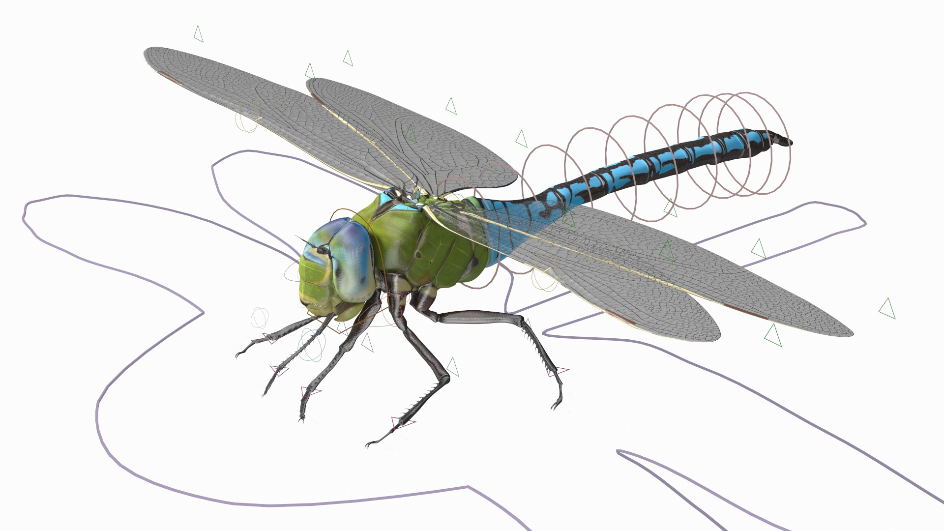 3D Dragonfly Rigged Model - TurboSquid 1981804