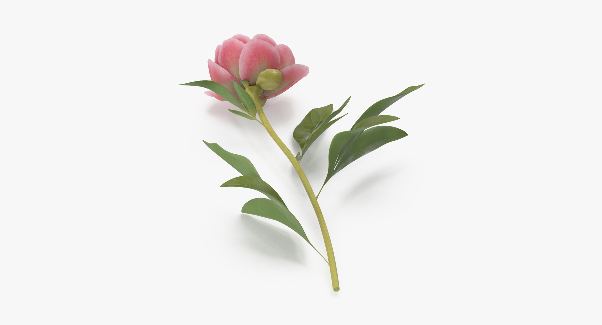 single laying peony - max