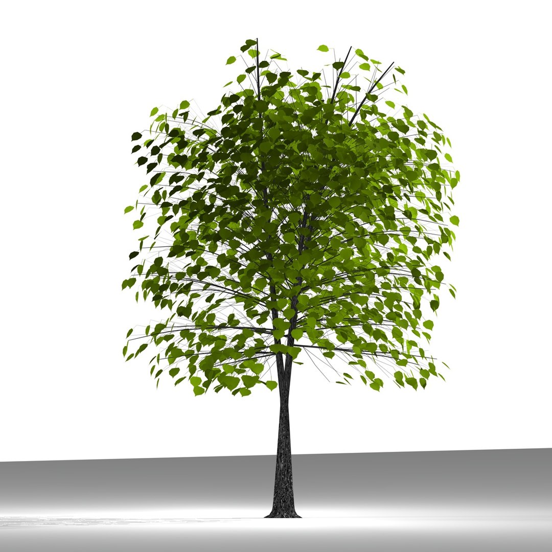 3d Model Of Plane Tree