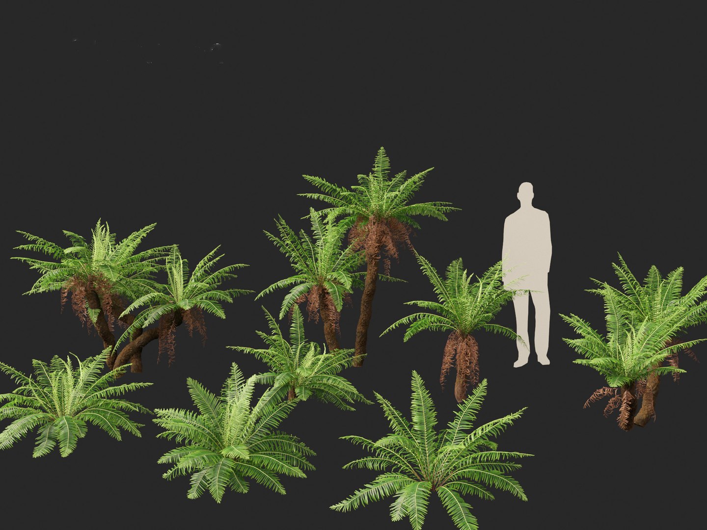 Blechnum nudum - Fishbone water fern 3D model - TurboSquid 2131169