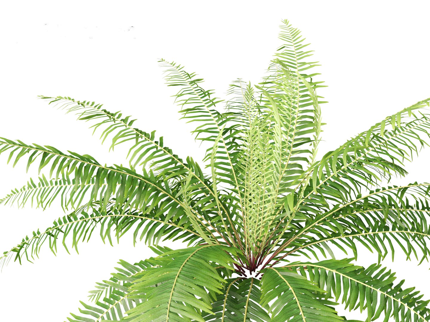 Blechnum nudum - Fishbone water fern 3D model - TurboSquid 2131169