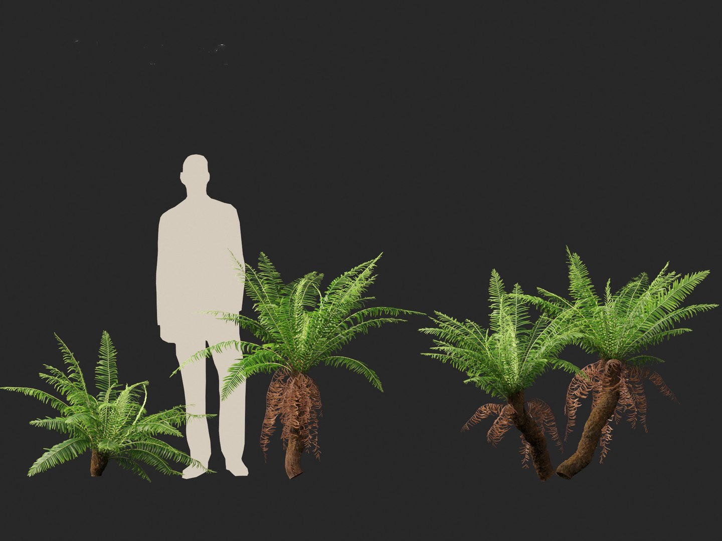 Blechnum nudum - Fishbone water fern 3D model - TurboSquid 2131169