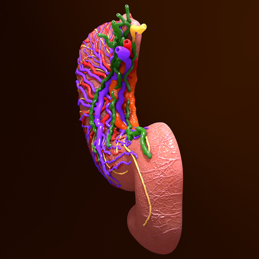3d human stomach veins arteries