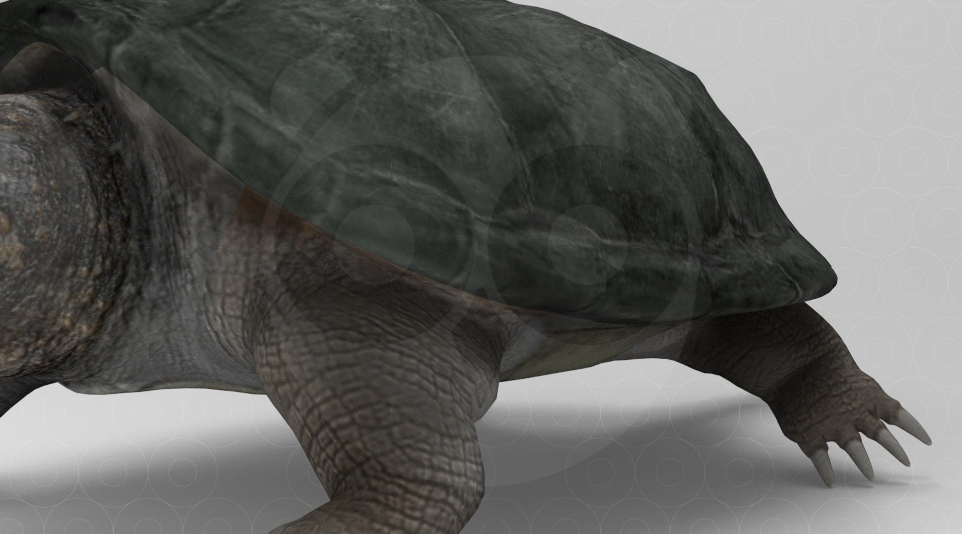 Turtle Model - TurboSquid 2110053