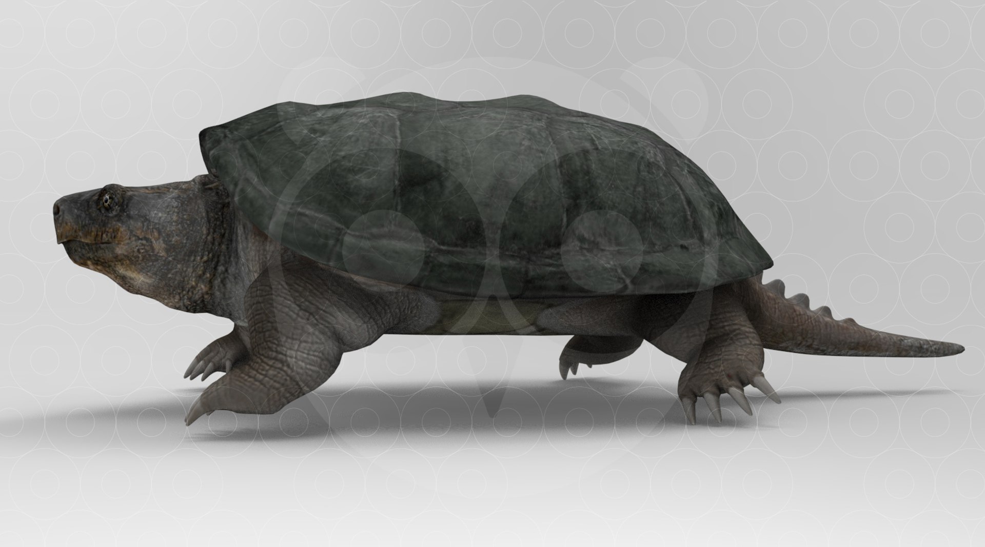 Turtle Model - TurboSquid 2110053