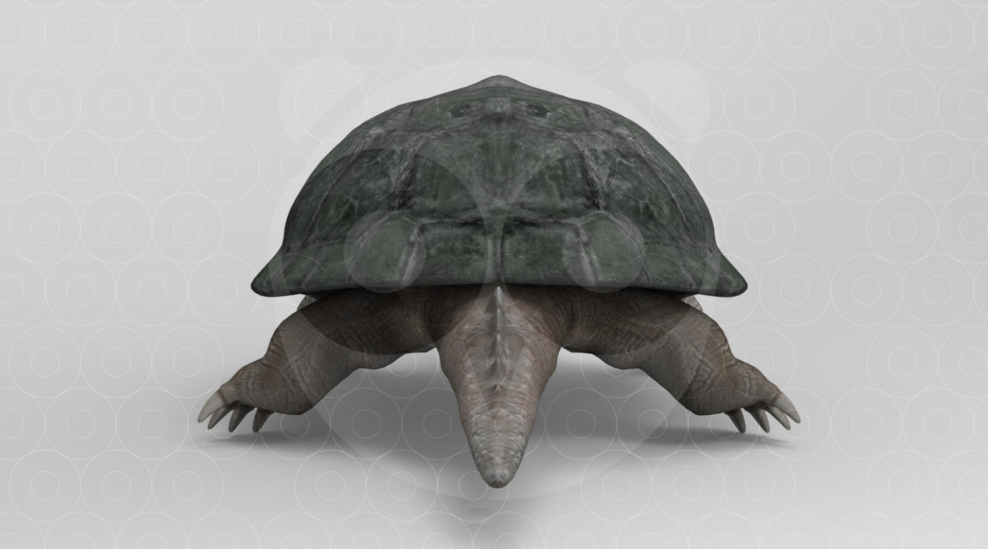 Turtle Model - TurboSquid 2110053