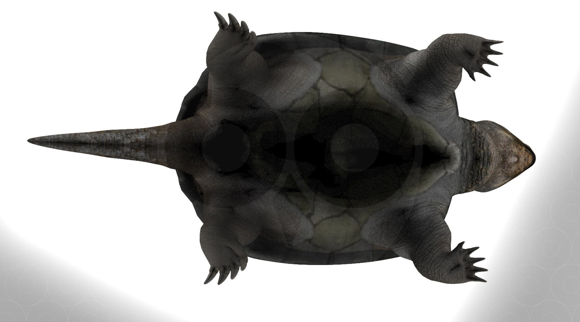 Turtle Model - TurboSquid 2110053