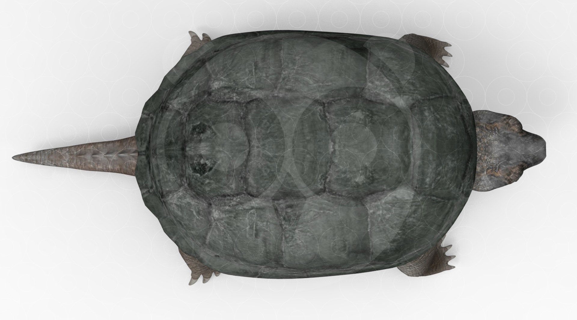 Turtle Model - TurboSquid 2110053
