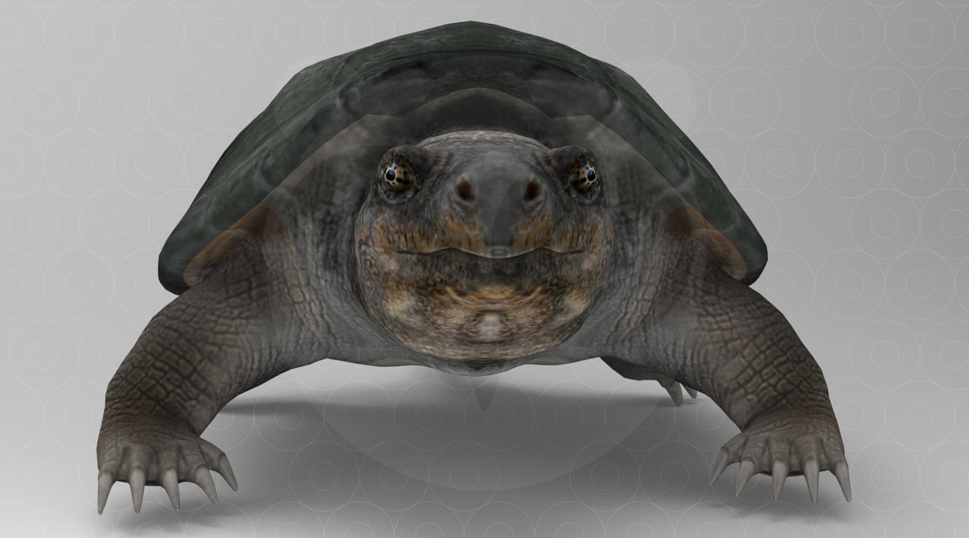 Turtle Model - TurboSquid 2110053