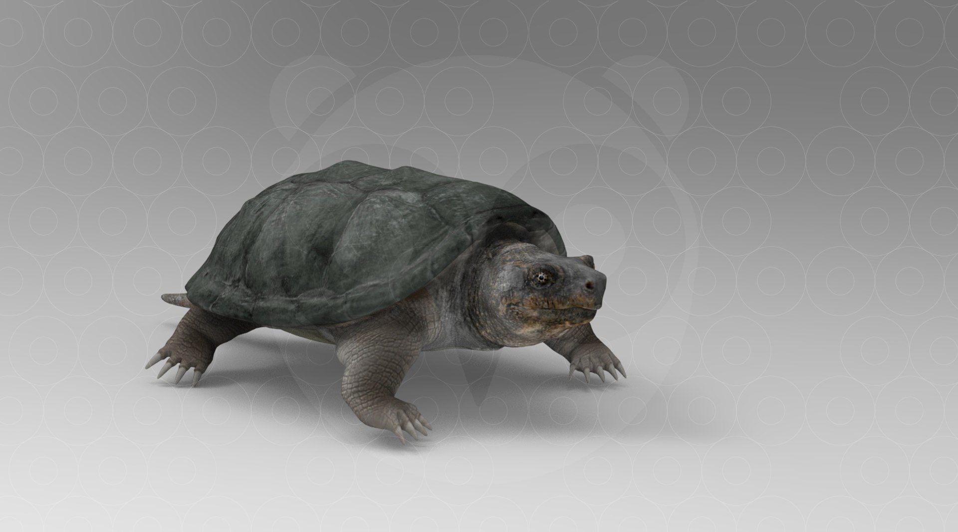 Turtle Model - TurboSquid 2110053