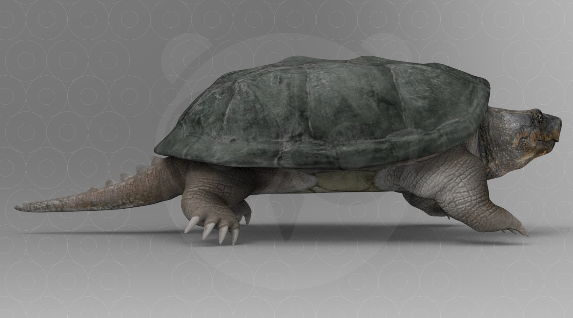 Turtle Model - TurboSquid 2110053