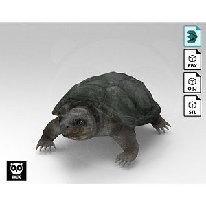 Snapping Turtle 3D Models for Download | TurboSquid