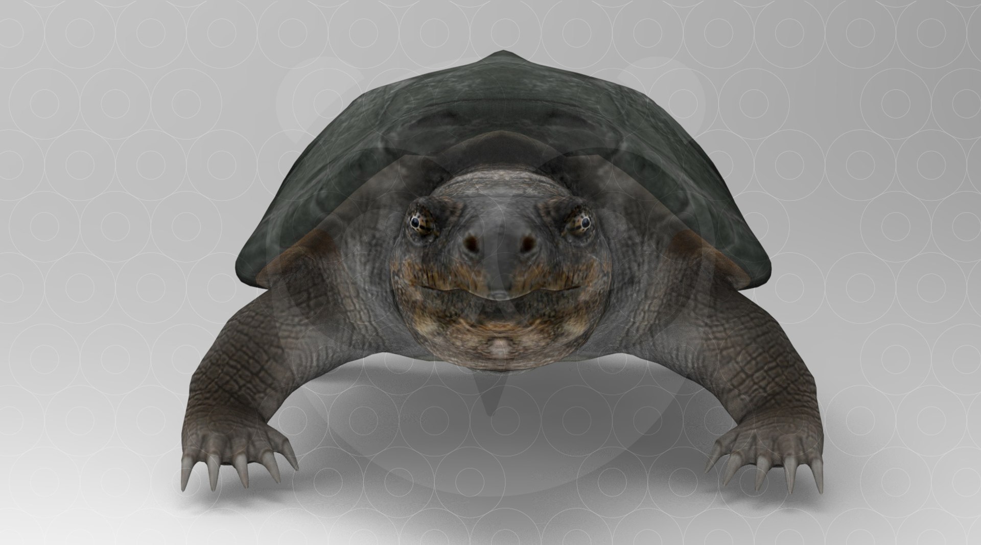 Turtle Model - TurboSquid 2110053
