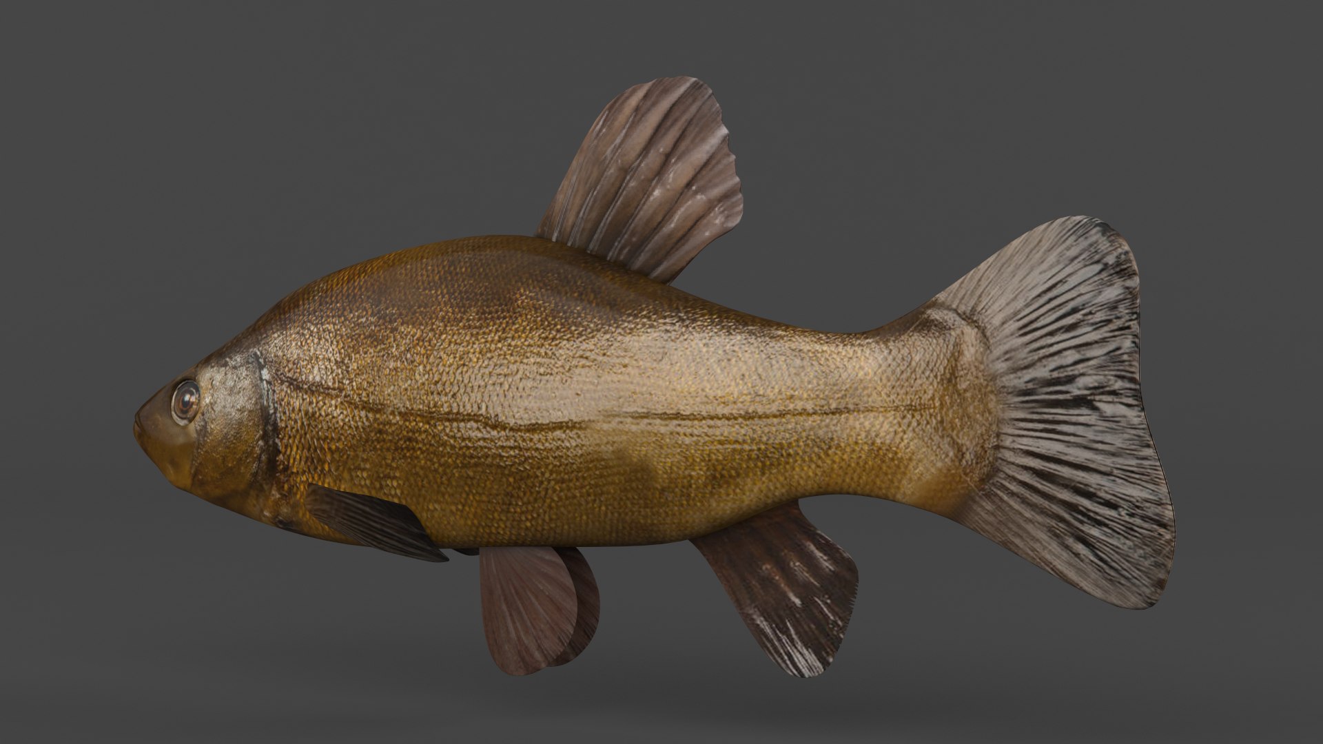 3D Tench Fish Model - TurboSquid 2040009