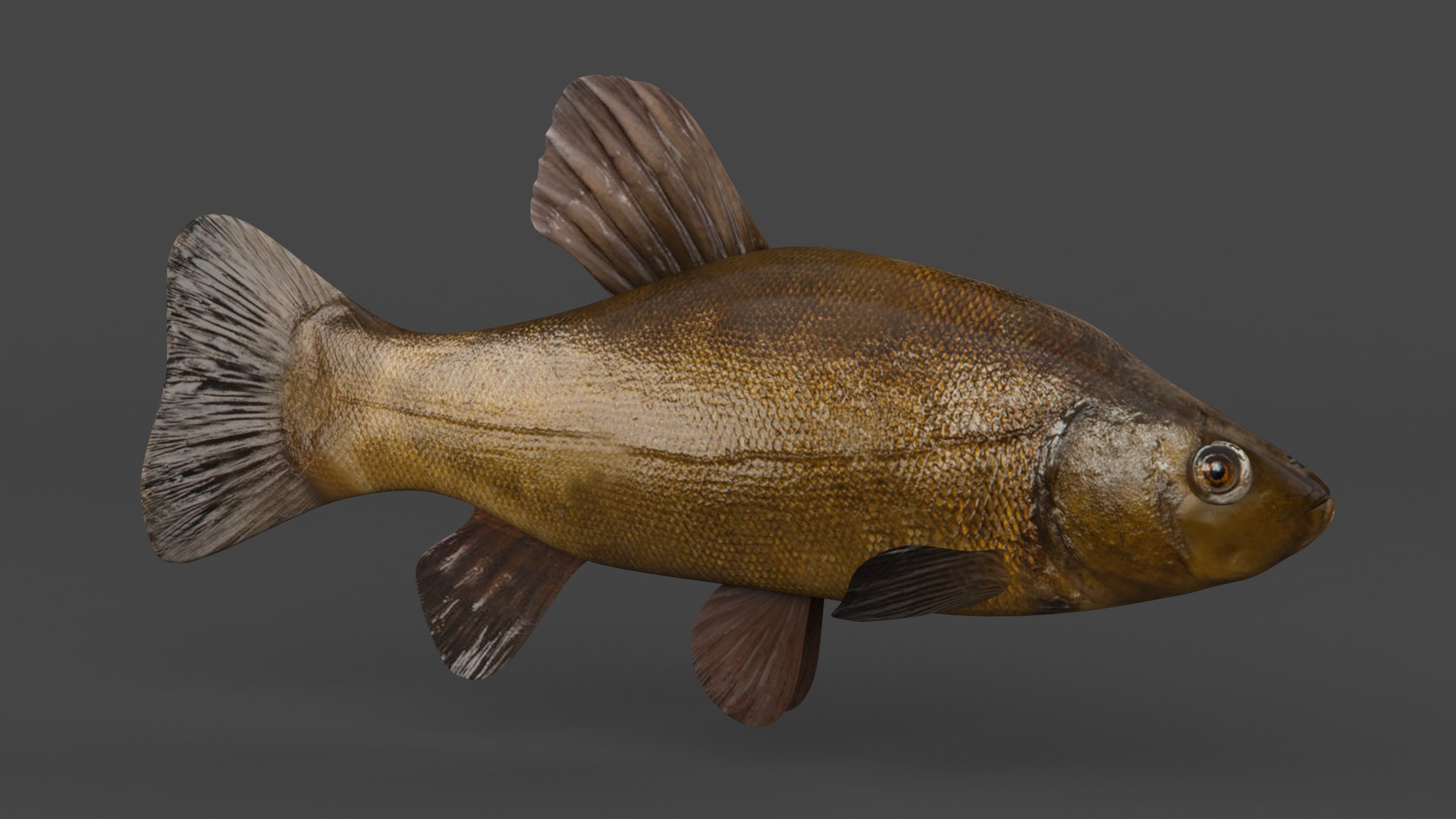 3D Tench Fish Model - TurboSquid 2040009
