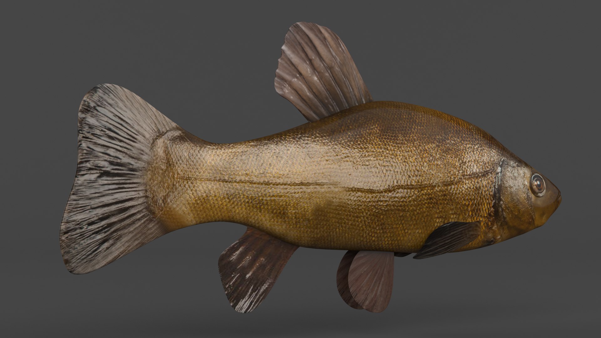 3D Tench Fish Model - TurboSquid 2040009