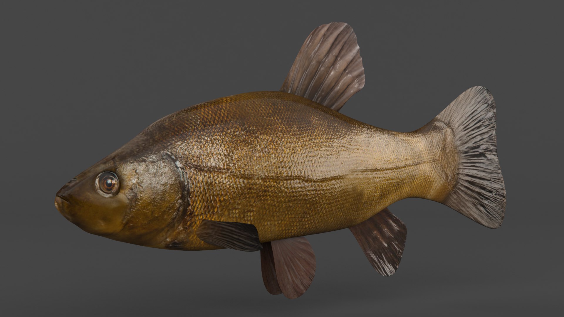 3D Tench Fish Model - TurboSquid 2040009
