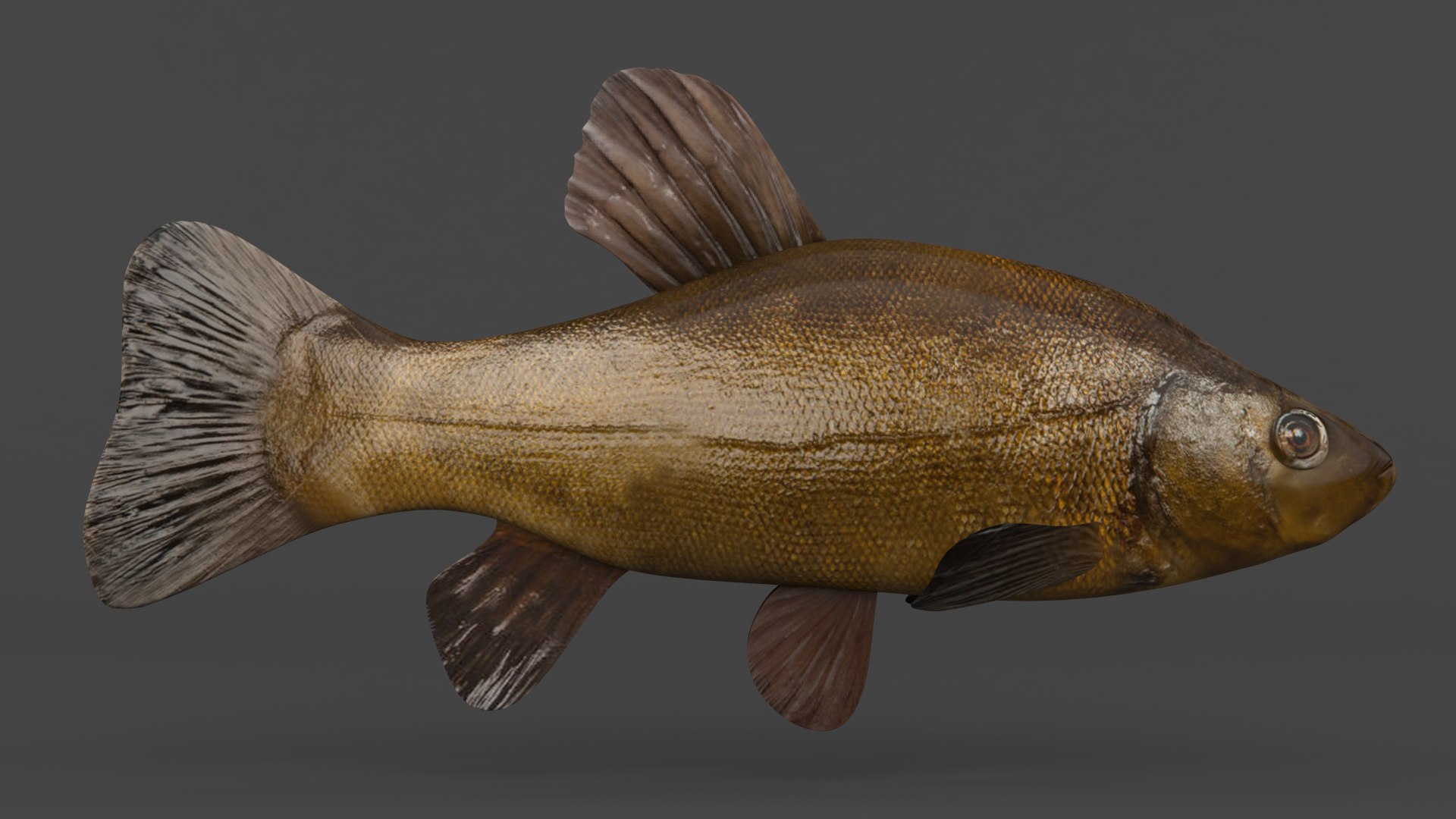 3D Tench Fish Model - TurboSquid 2040009