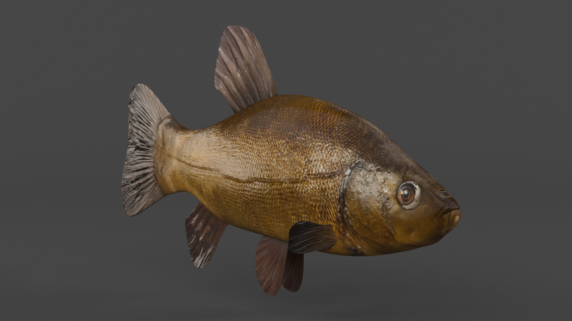3D Tench Fish Model - TurboSquid 2040009