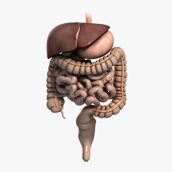modelo 3d Sistema Digestivo (Con Textura) - TurboSquid 597791