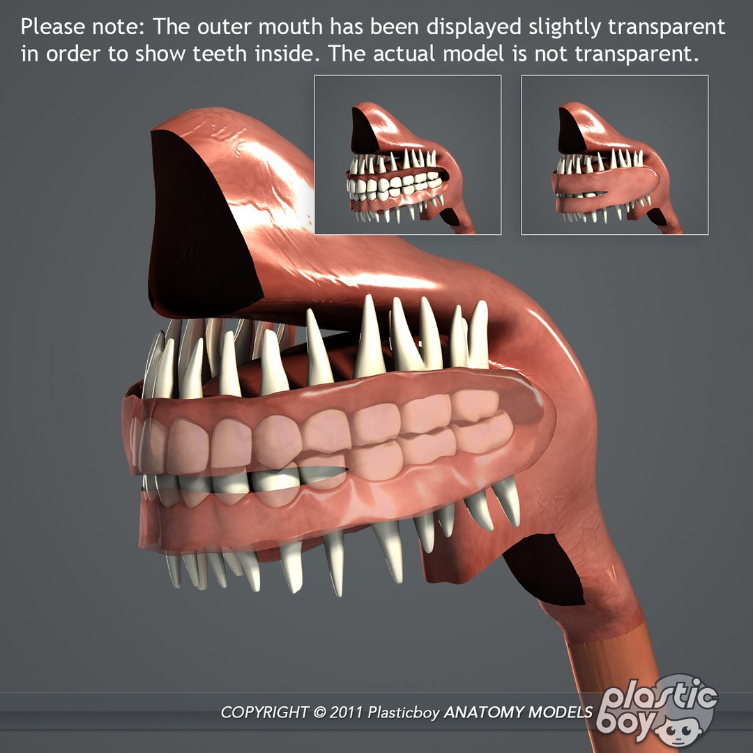 3d Medically Human Digestive Stomach