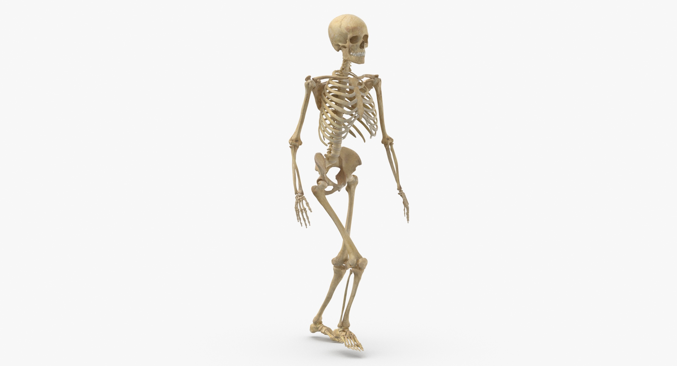 Real human female skeleton 3D model - TurboSquid 1667624