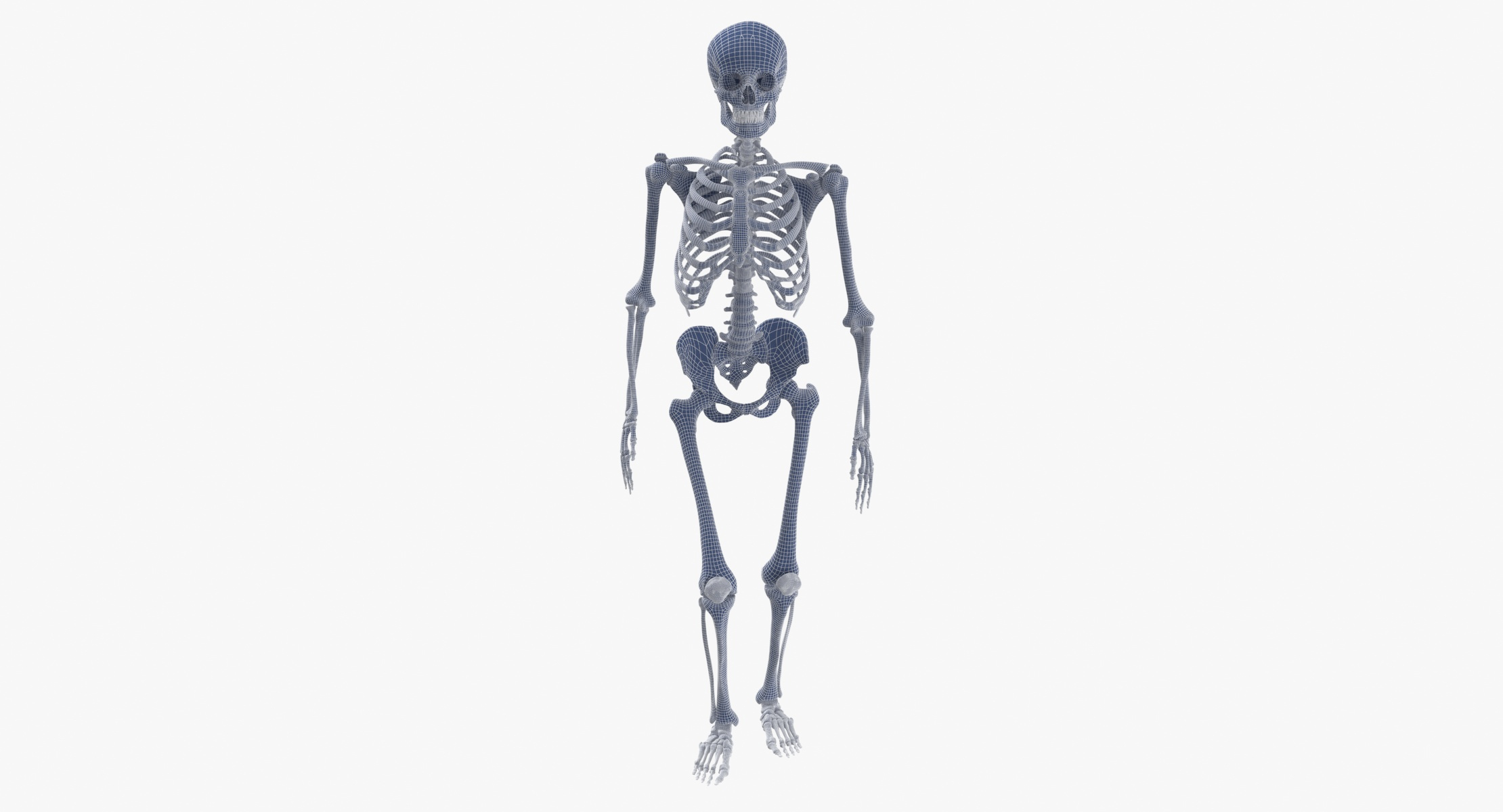 Real human female skeleton 3D model - TurboSquid 1667624