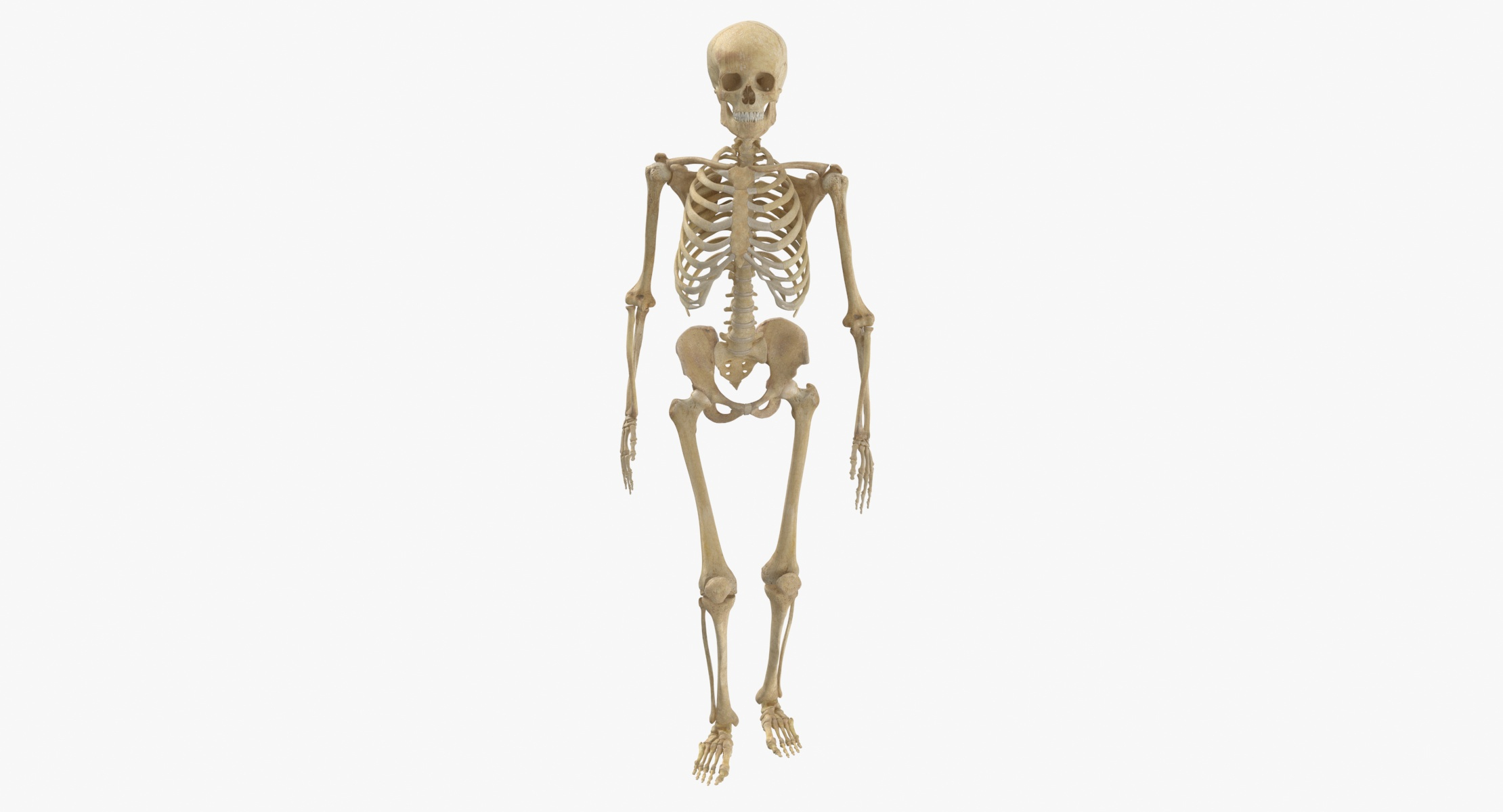 Real human female skeleton 3D model - TurboSquid 1667624