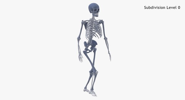 Real human female skeleton 3D model - TurboSquid 1667624