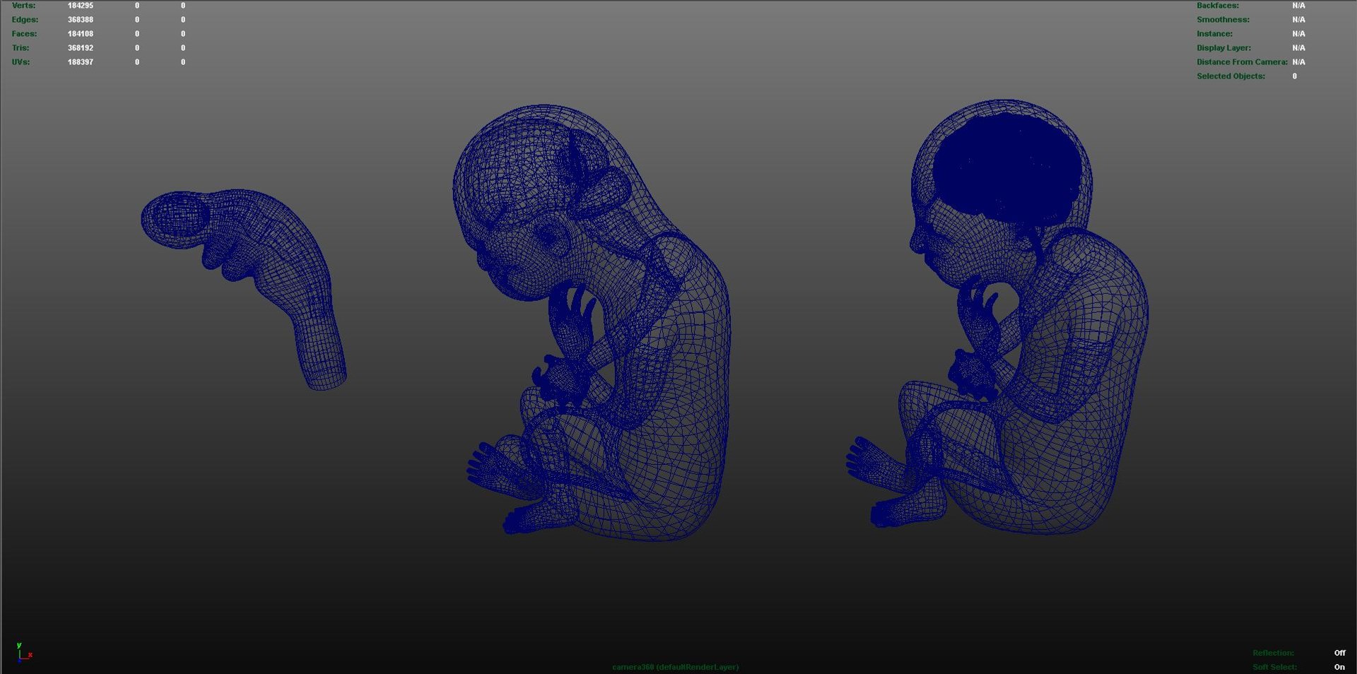 Stages Baby Brain 3d Model