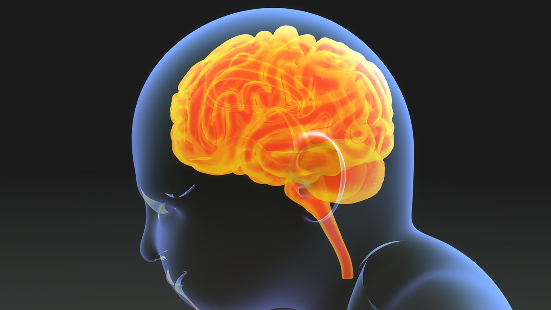 Stages Baby Brain 3d Model