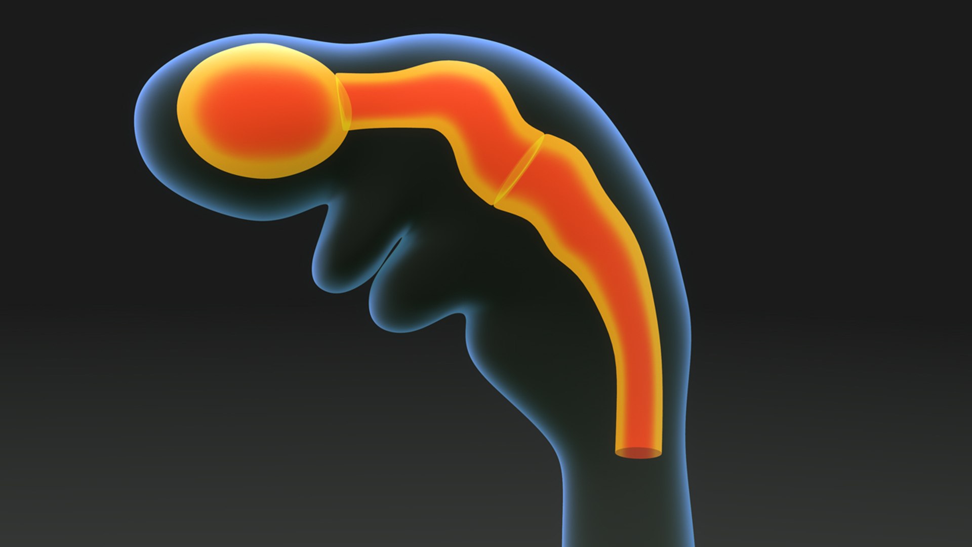 Stages Baby Brain 3d Model