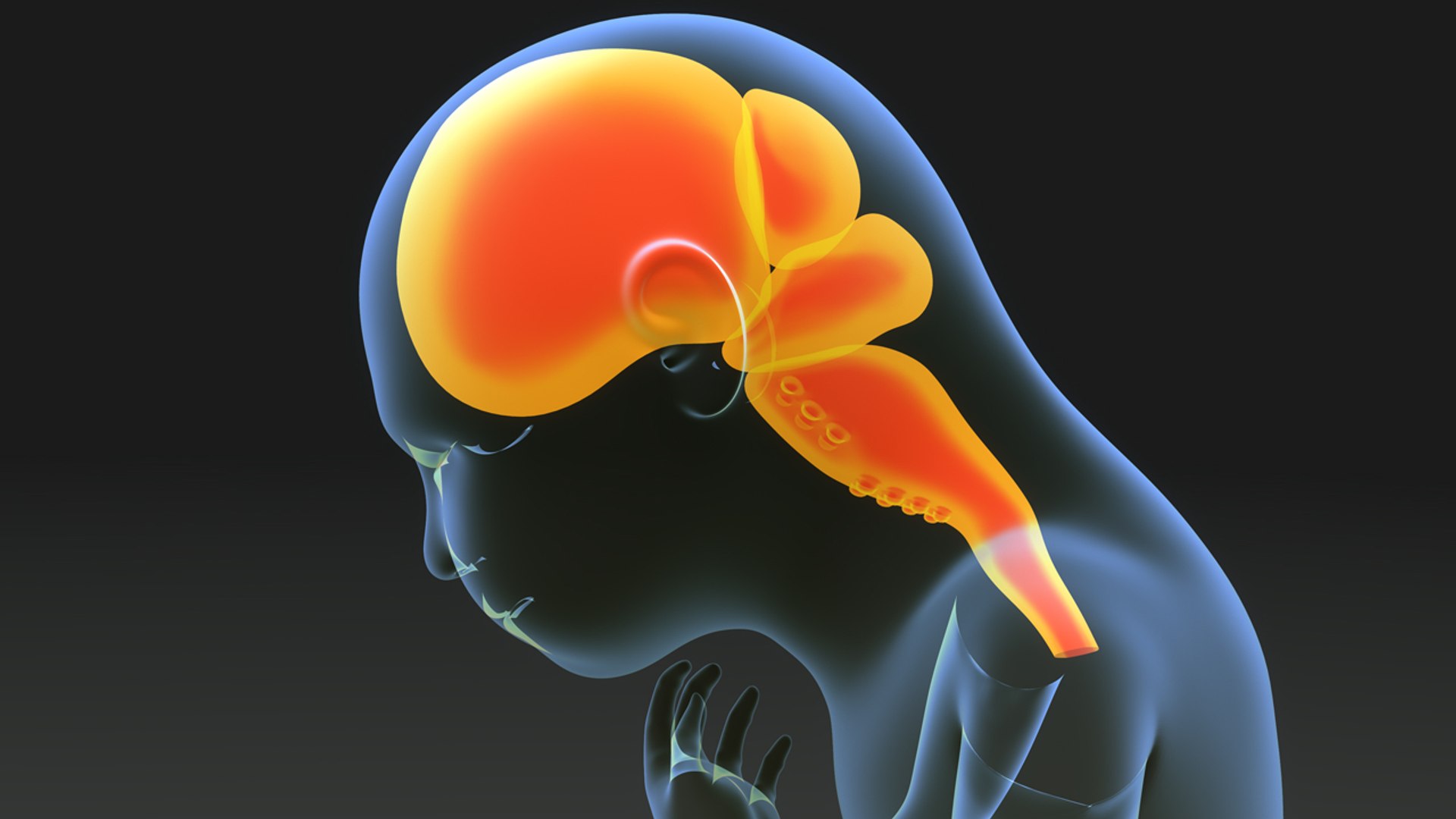 Stages Baby Brain 3d Model