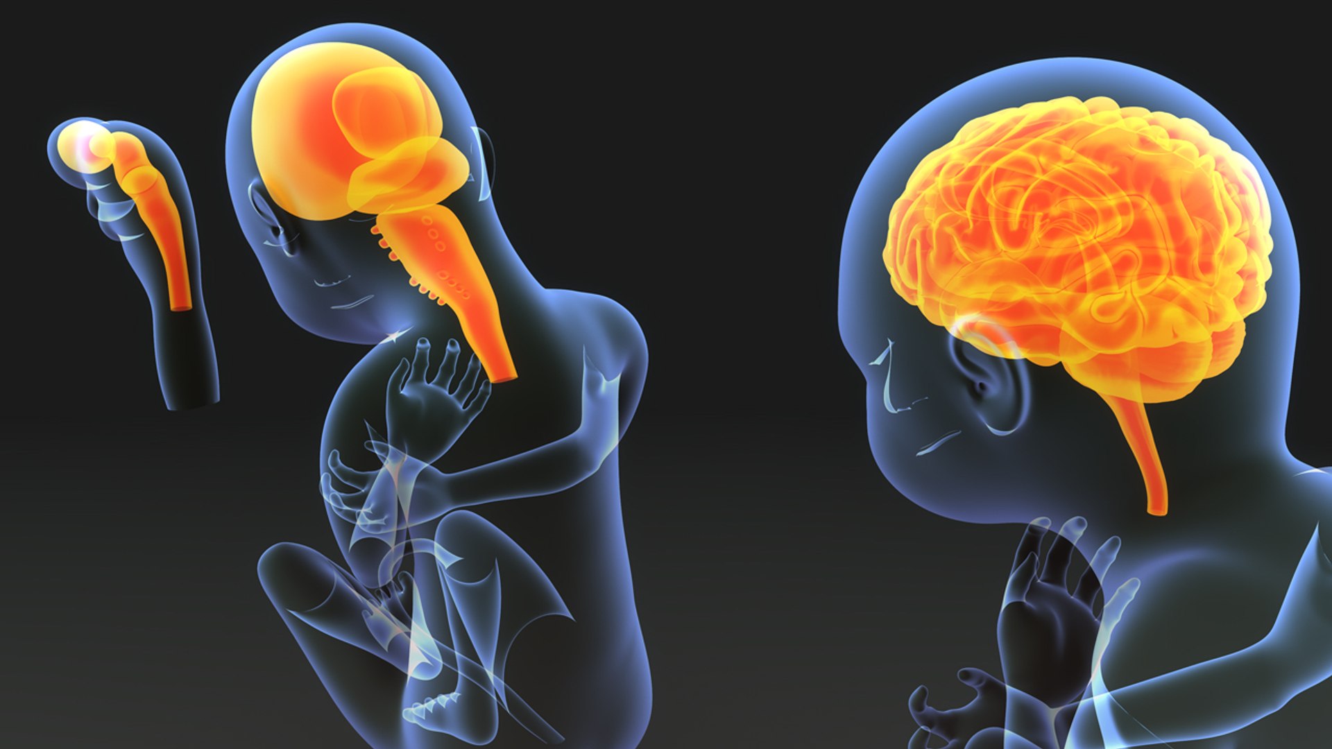 Stages Baby Brain 3d Model