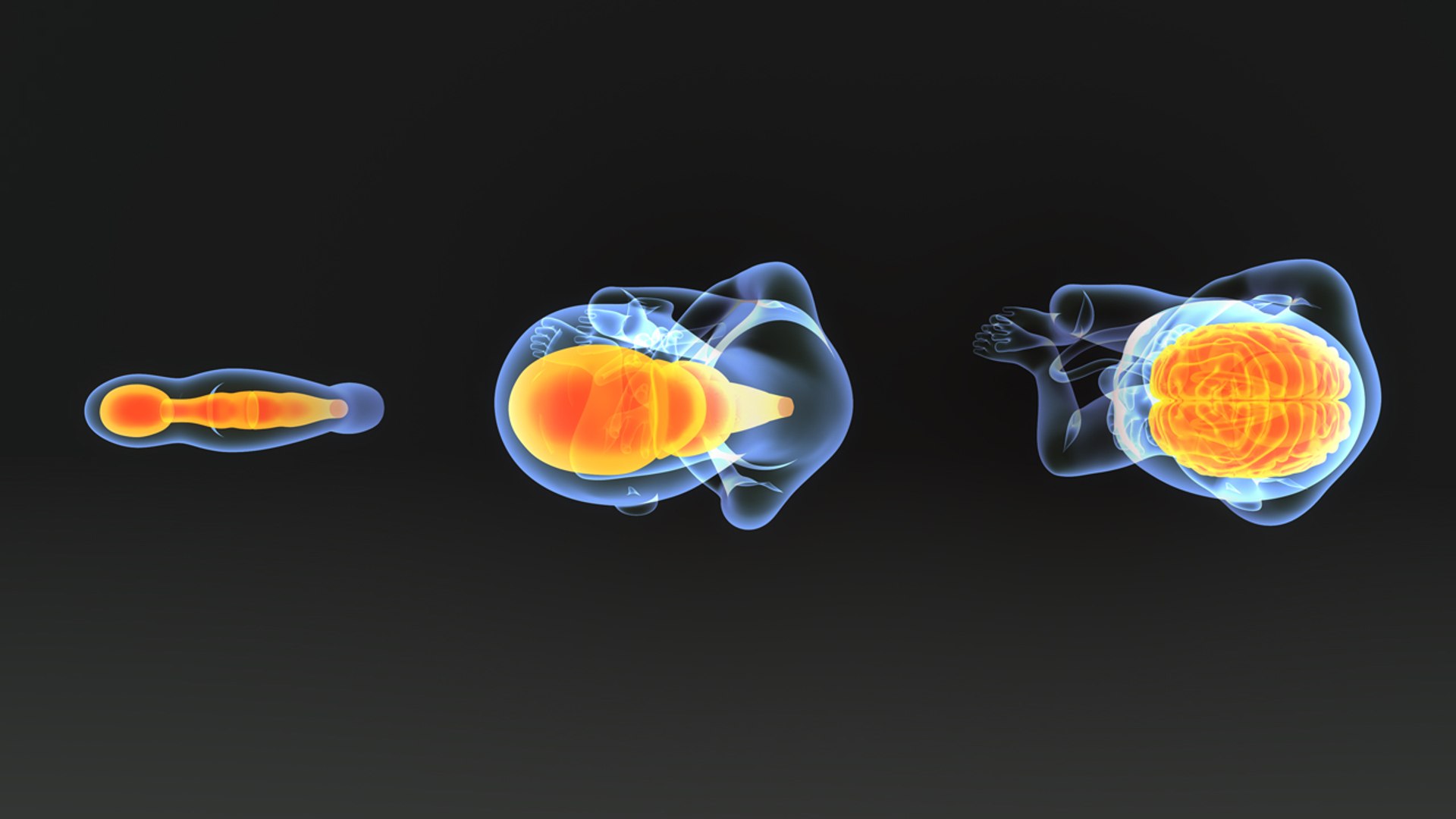 Stages Baby Brain 3d Model