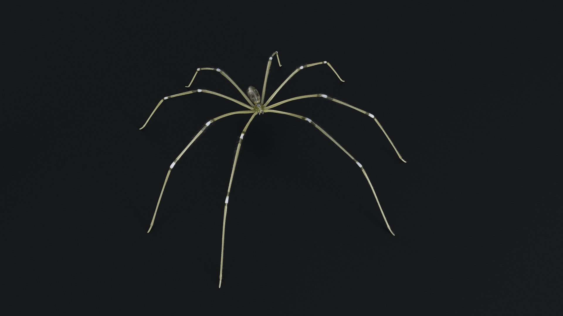 3D model Daddy Long Legs - TurboSquid 2181160