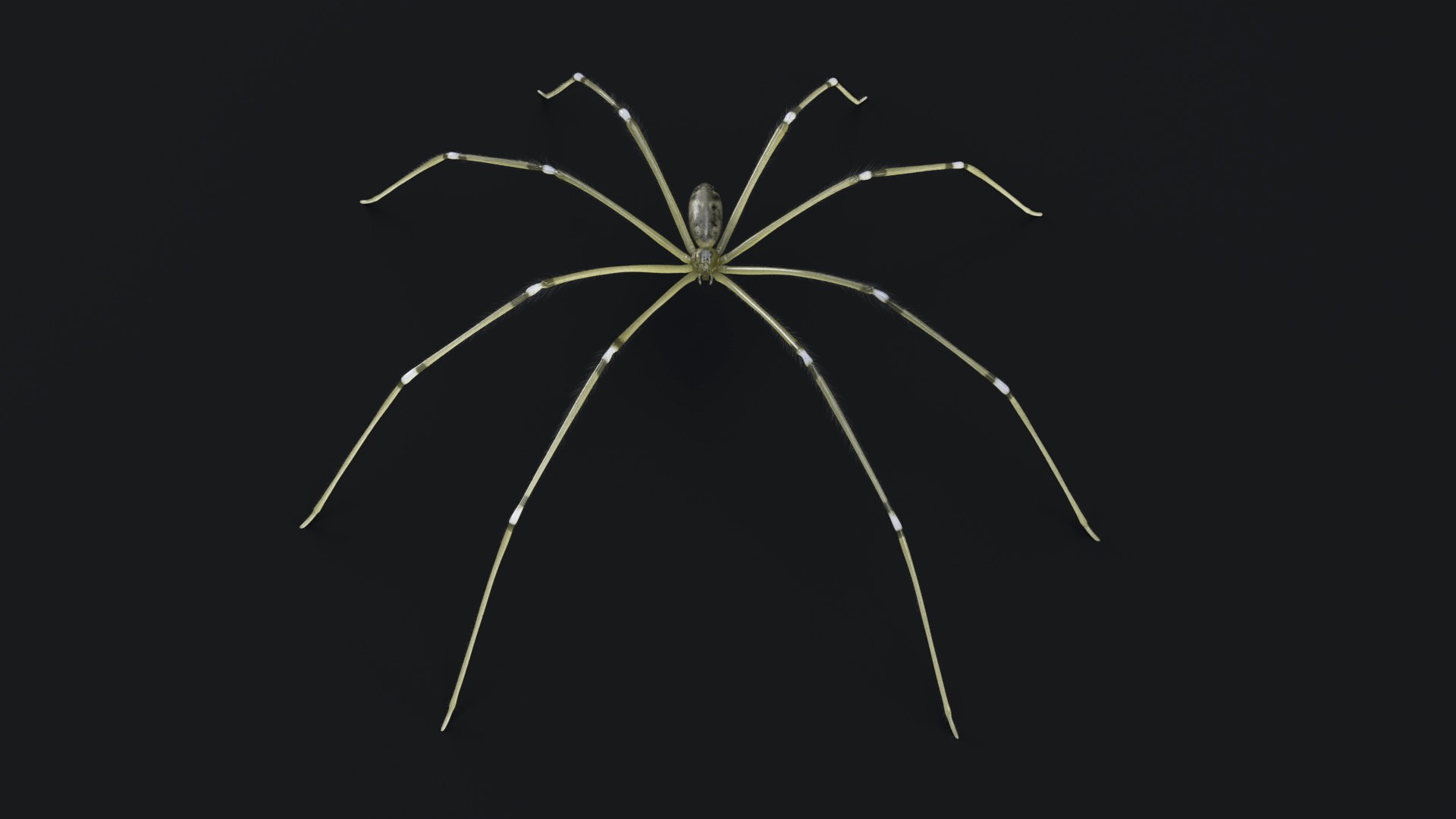 3D model Daddy Long Legs - TurboSquid 2181160