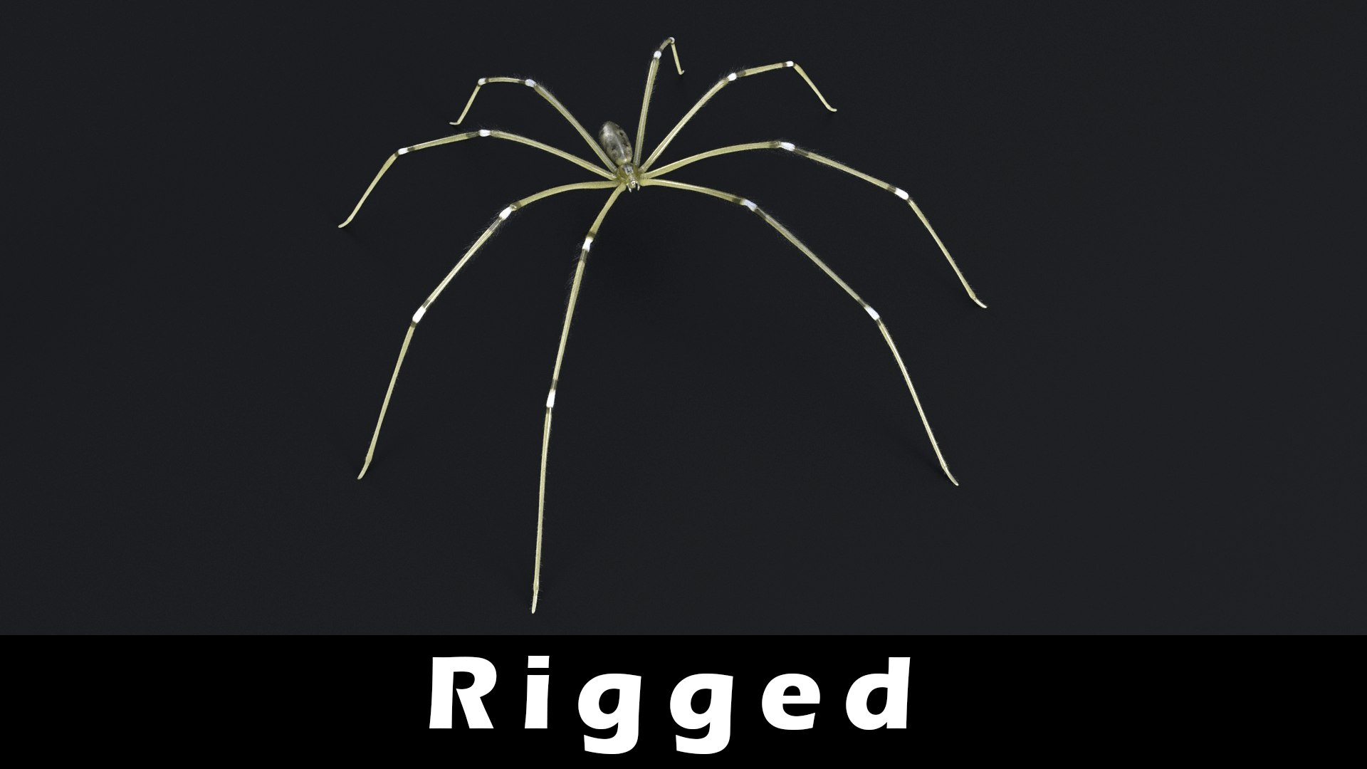 3D model Daddy Long Legs - TurboSquid 2181160