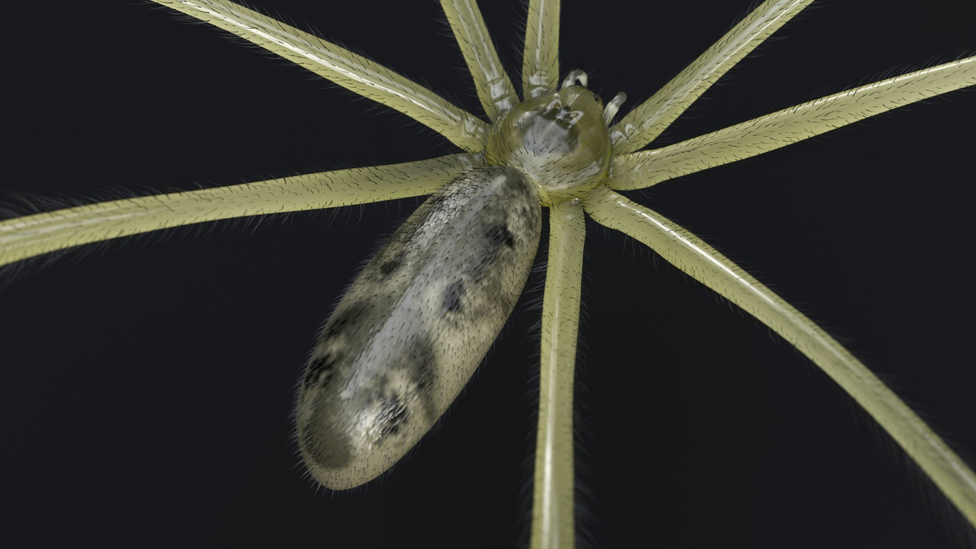 3D model Daddy Long Legs - TurboSquid 2181160
