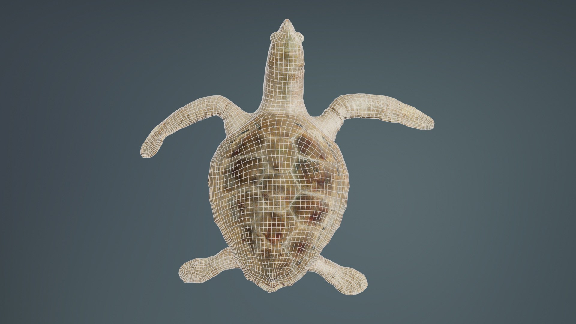 3D Sea Turtle Remastered - TurboSquid 2359829