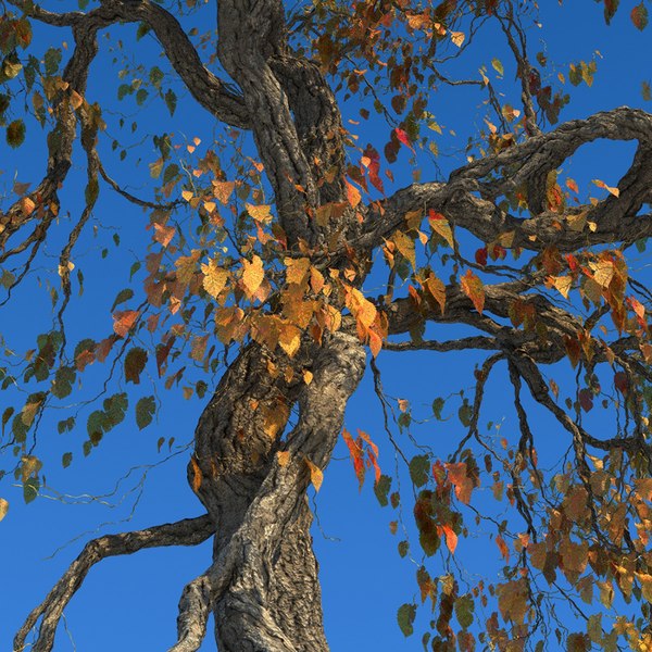modelo 3d Braodleaf Tree Custom Seasons 09 gratis - TurboSquid 957825